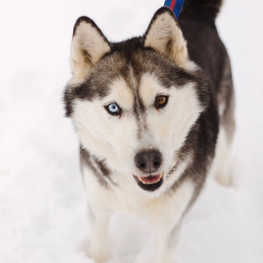 Ласкуша Лилу - обожает людей