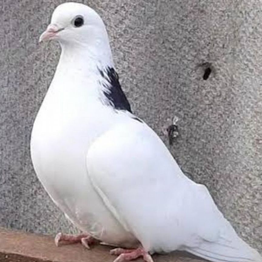 Продам пермскую птицу