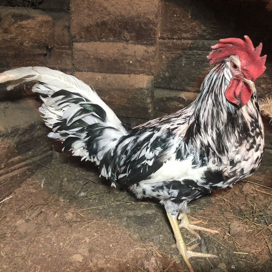 Петух породный