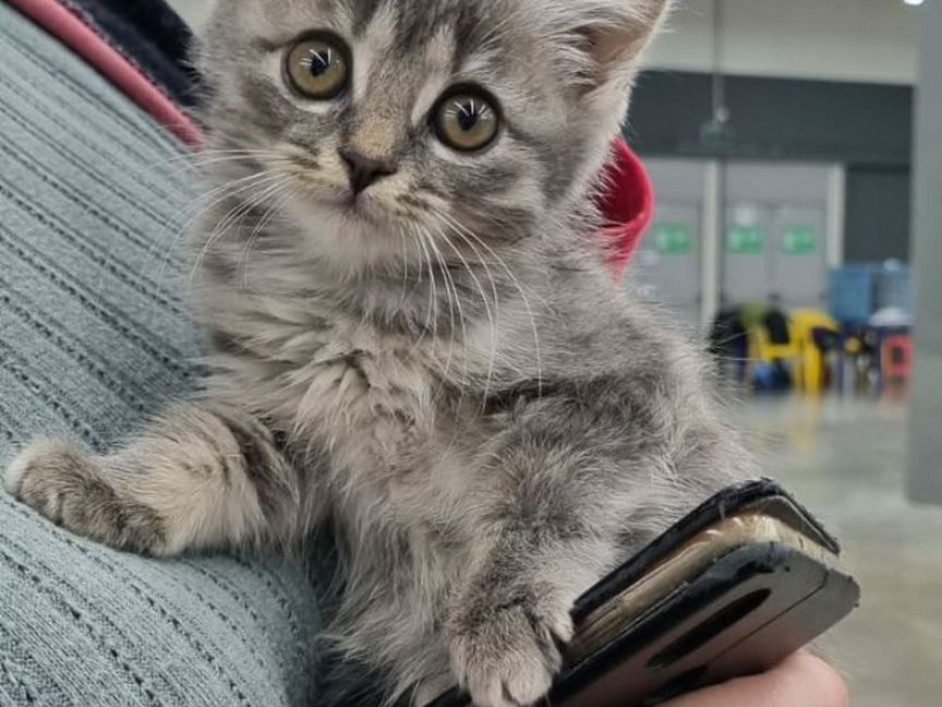 Малышка в добрые руки