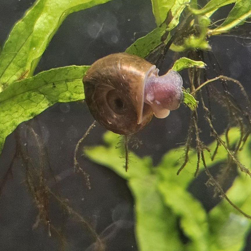 Улитка катушка