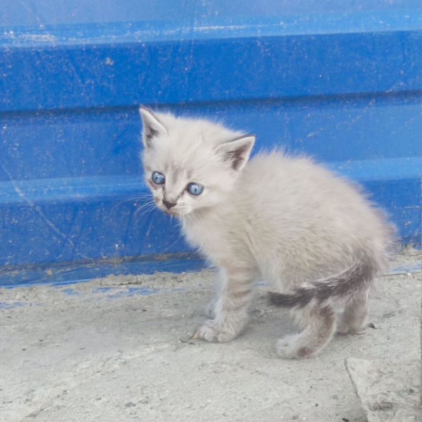 Котята