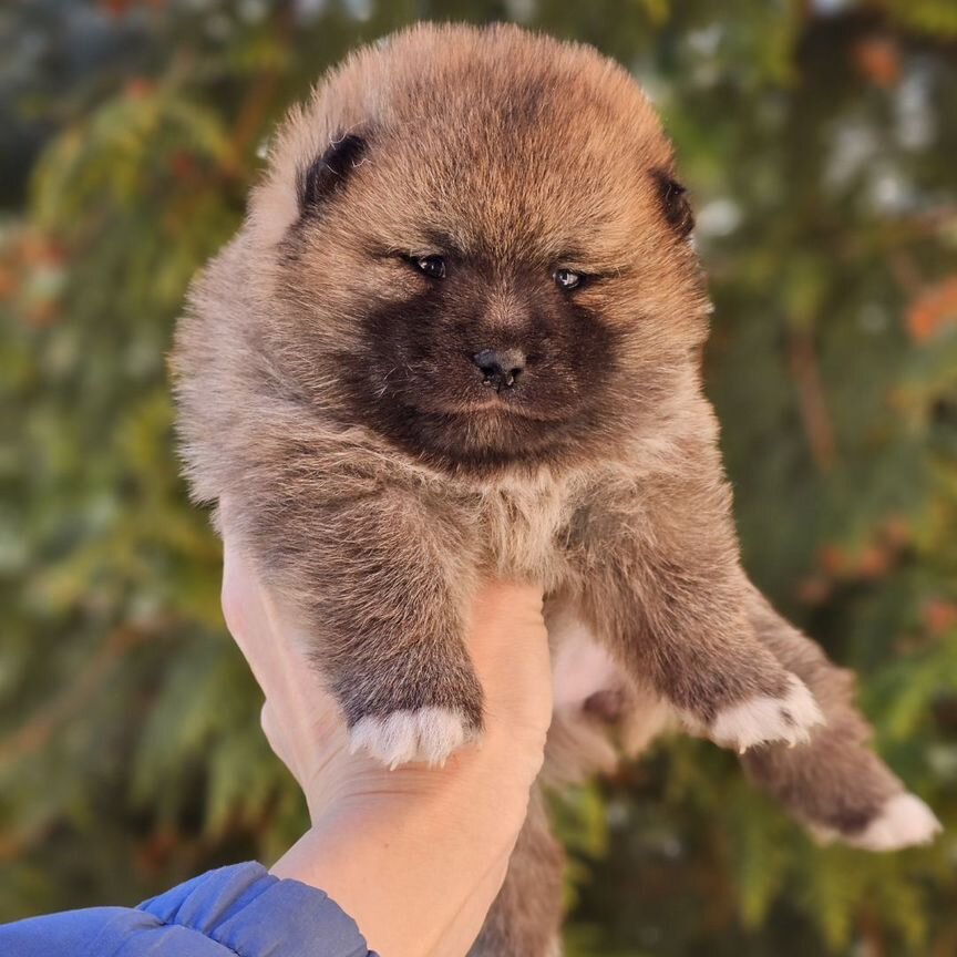 Сиба ину девочка