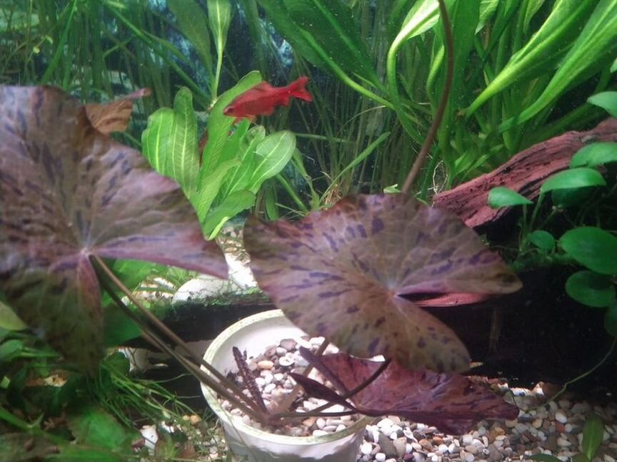 Нимфея тигровая красная, эхинодорус