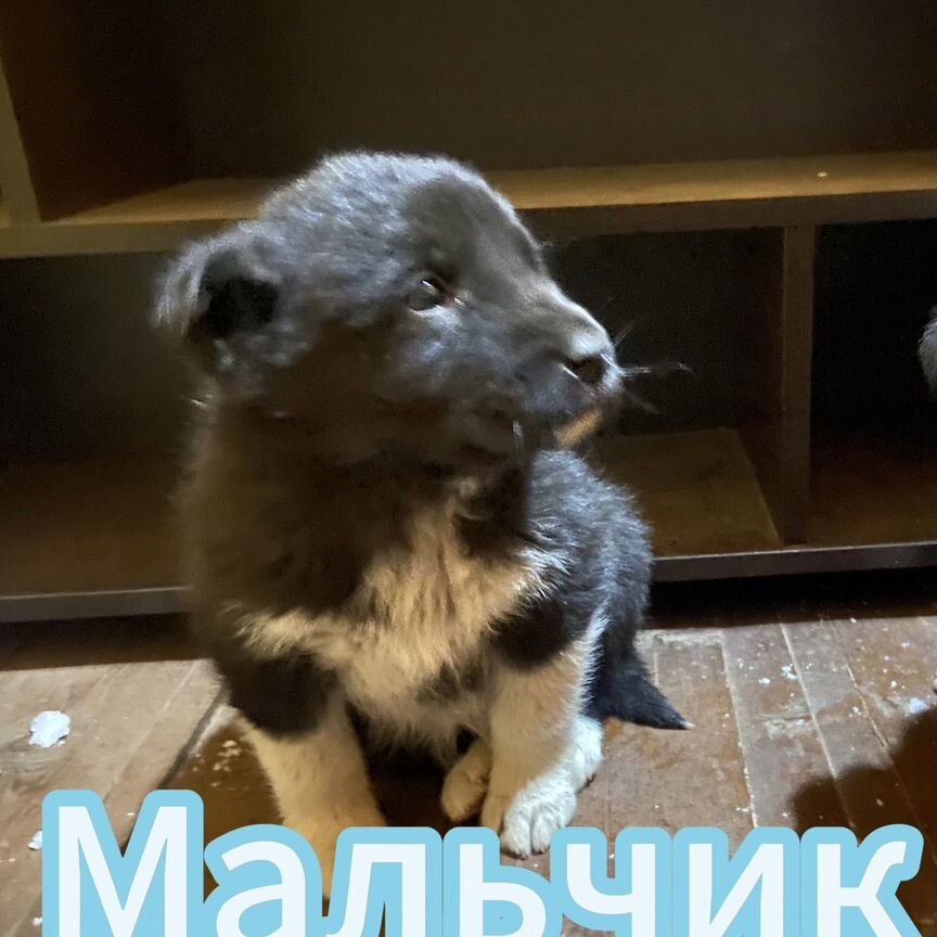Щенки в добрые руки