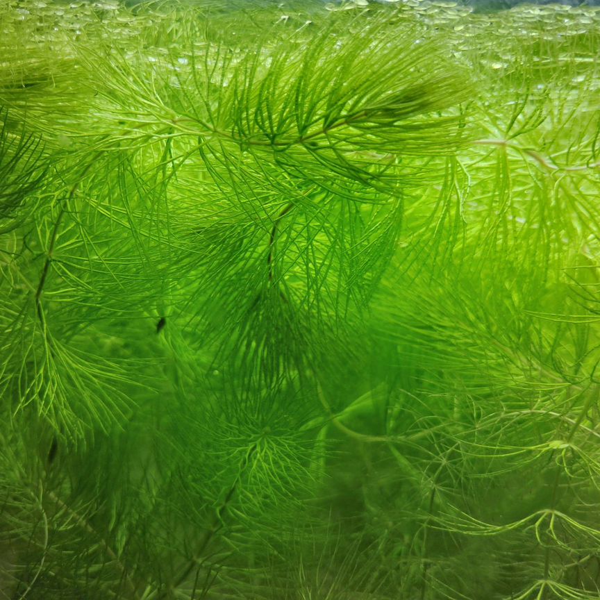 Аквариумные растения прополка