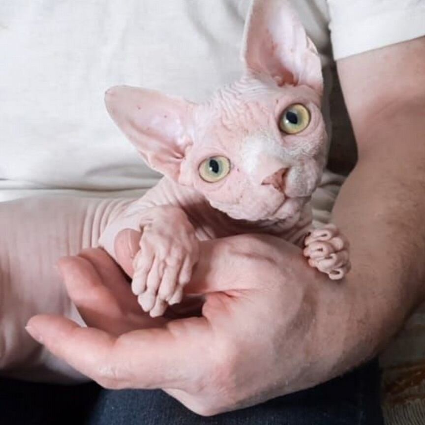 Котята