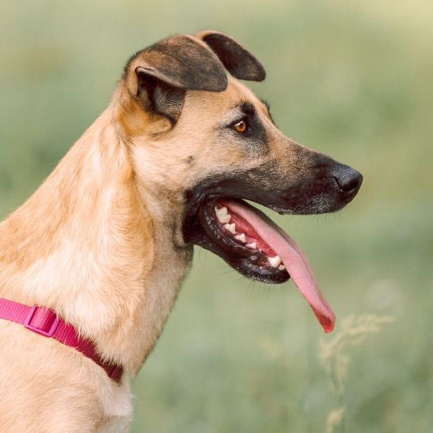 Собака в добрые руки