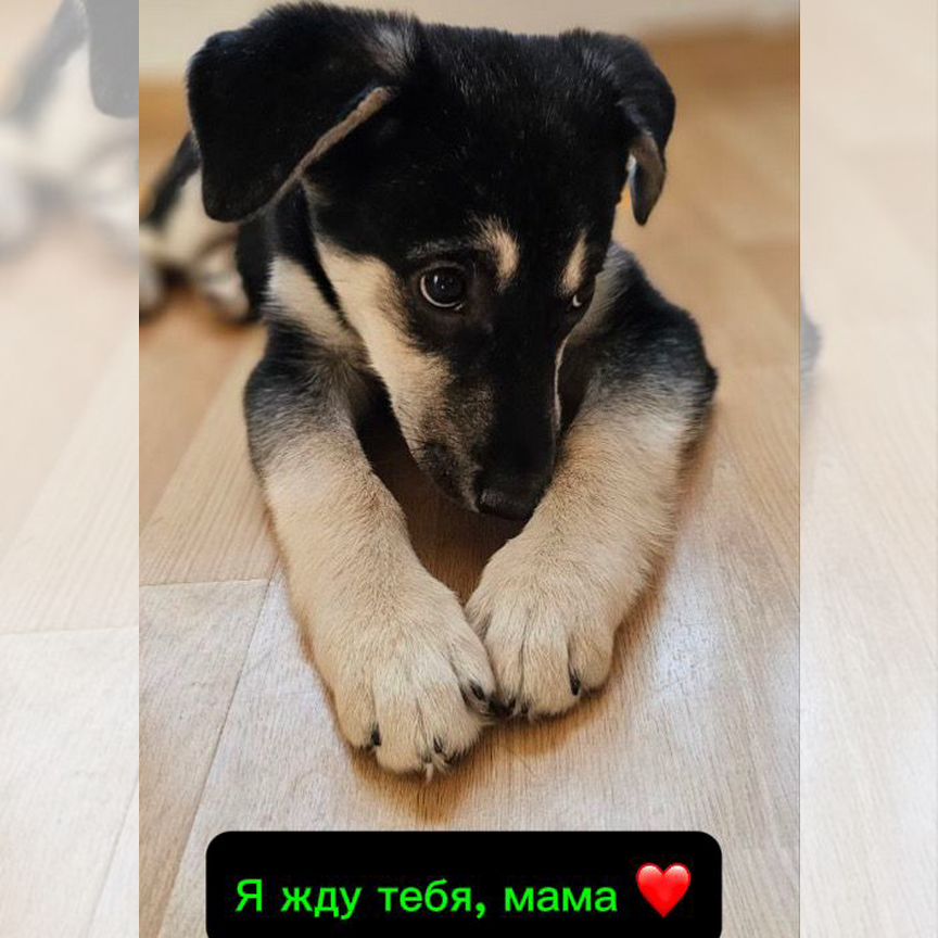 Щенок в добрые руки