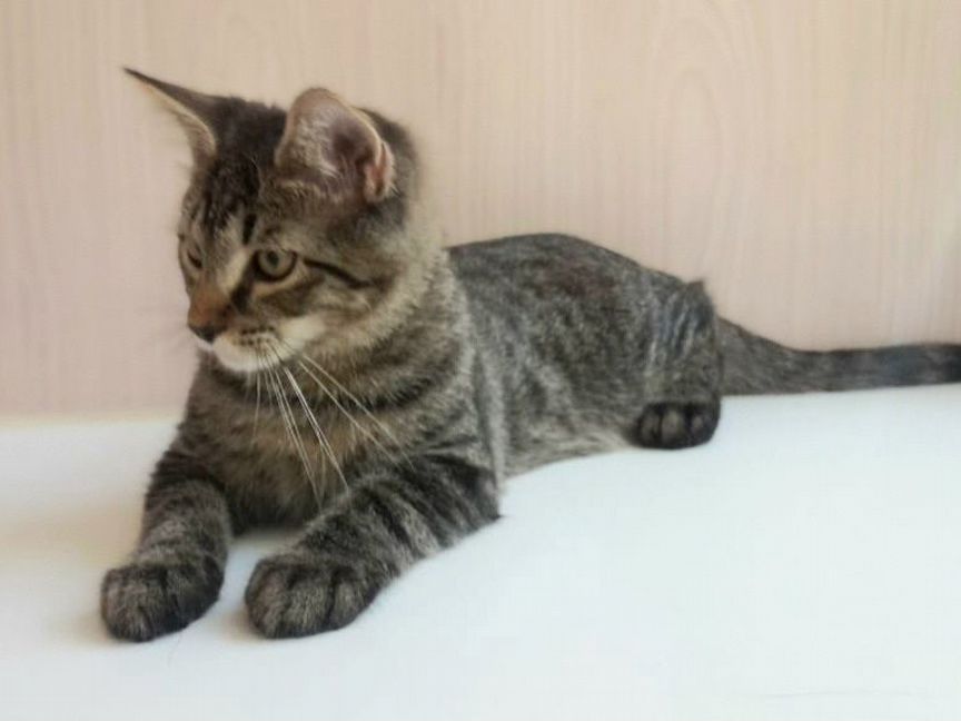 Музыкальный котёнок ищет своего Человека