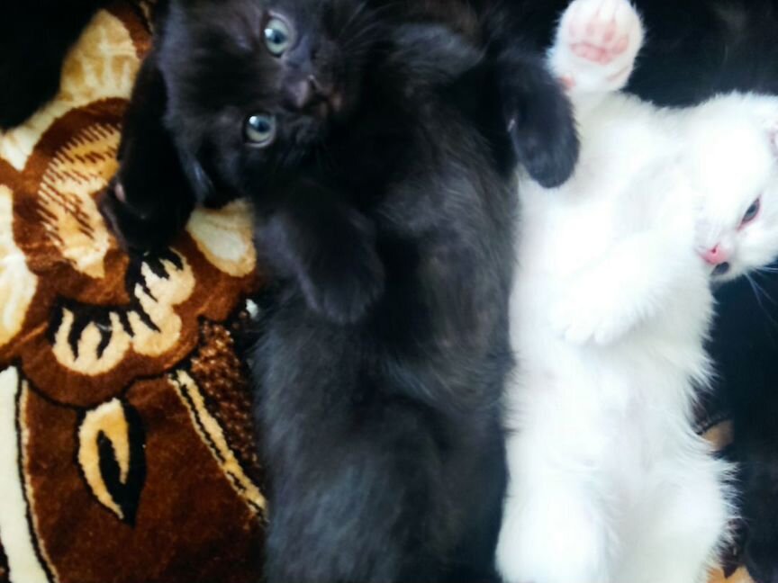 Вислоухие котята