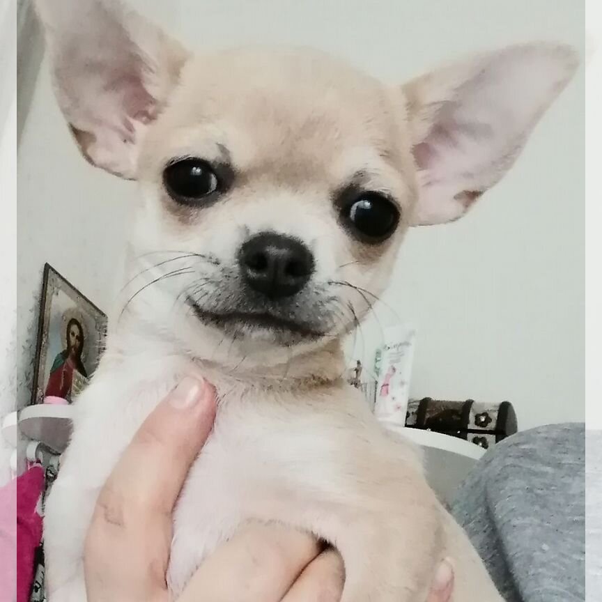 Чихуахуа девочка