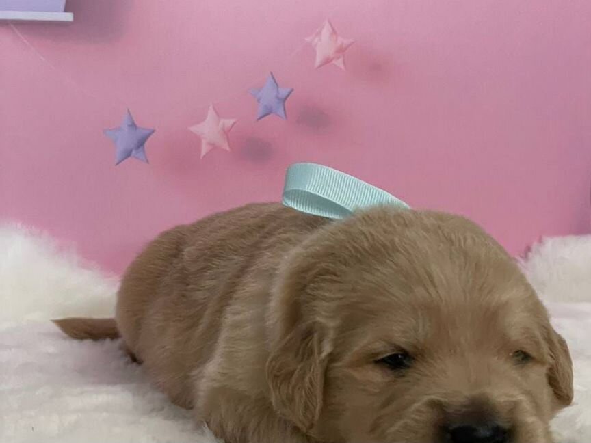 Щенки голден ретривера