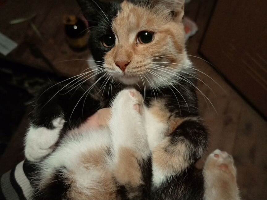 Котёнок трёхцветная