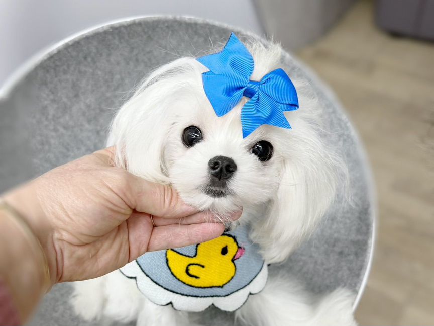 Кукольный подрощенный мини мальчик Корея мальтрнзе