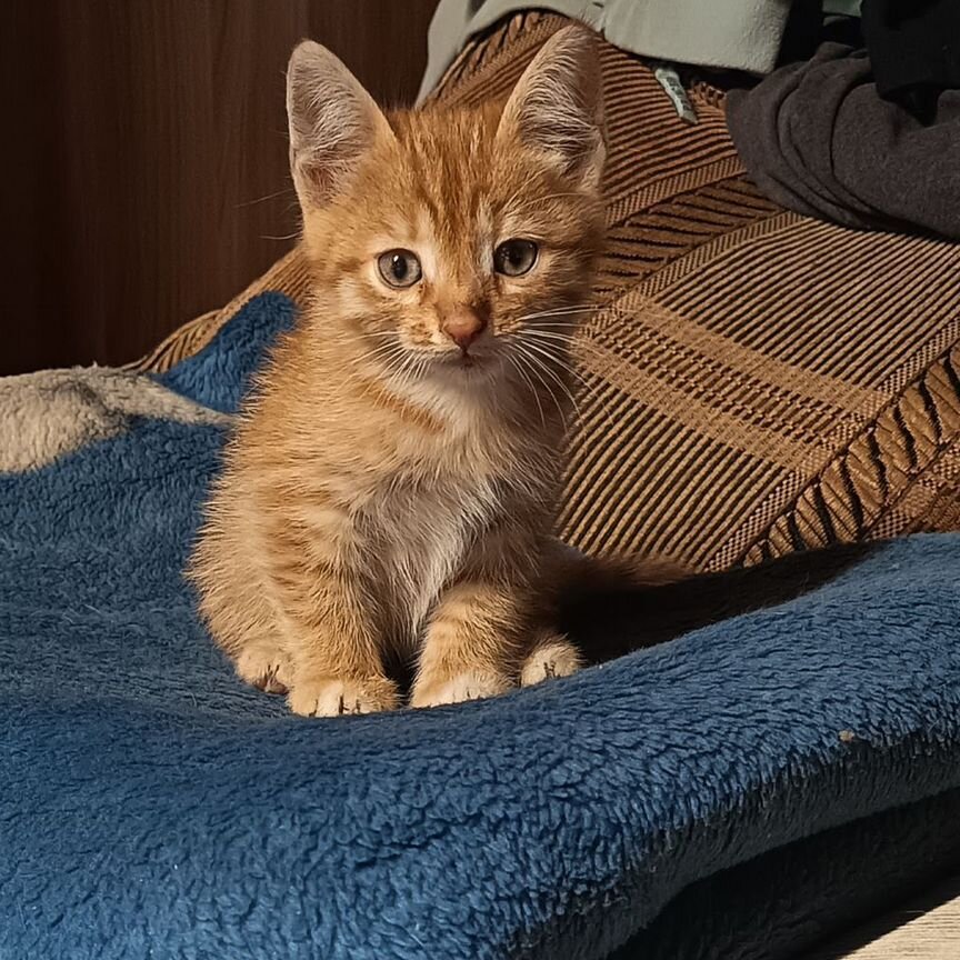 Котёнок в добрые руки
