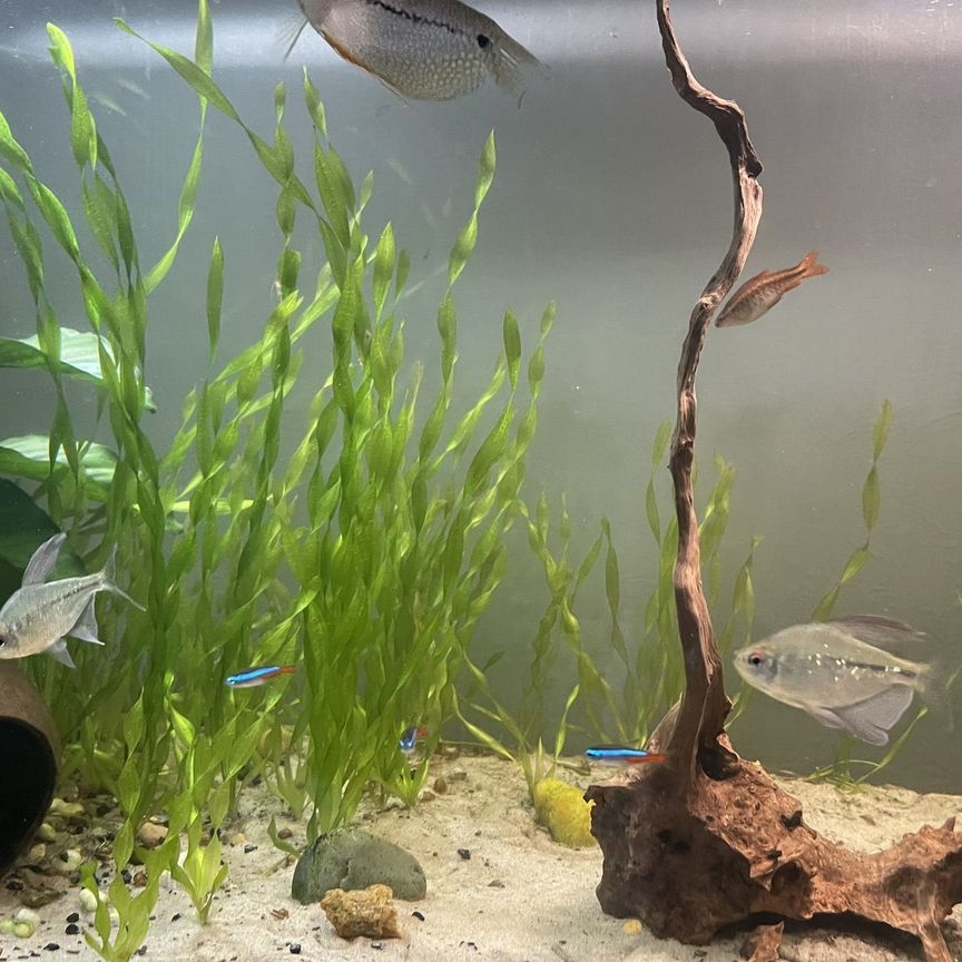 Аквариум с рыбками