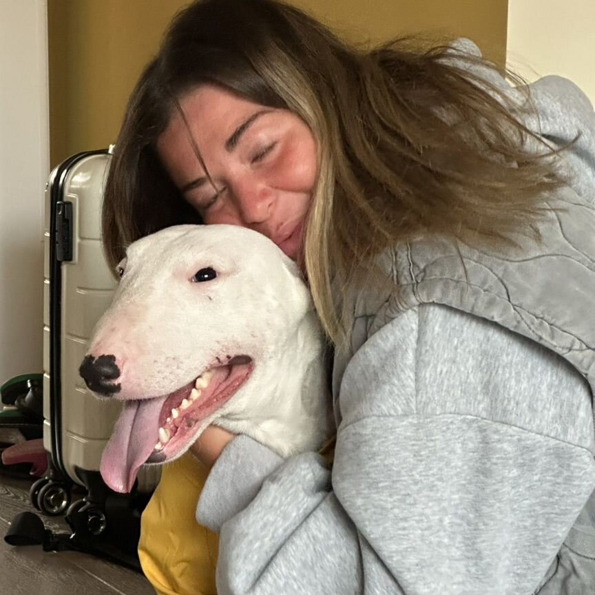 Отдам Бультерьера в добрые руки