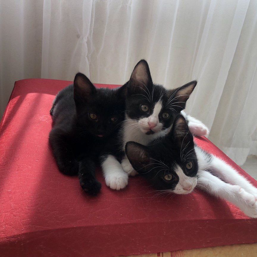 Котята бесплатно