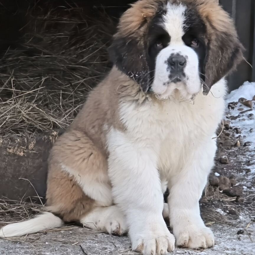 Сенбернар, щенок