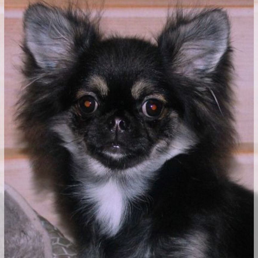 Чихуахуа, щенок