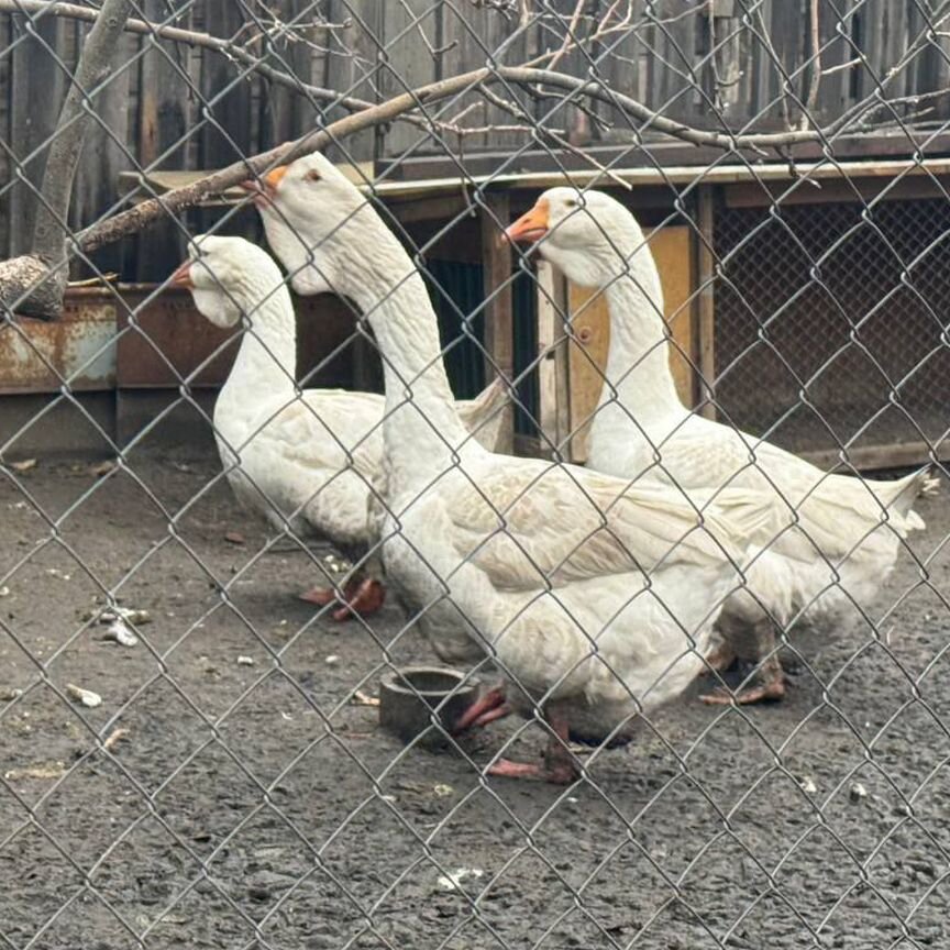 Холмогорские гуси