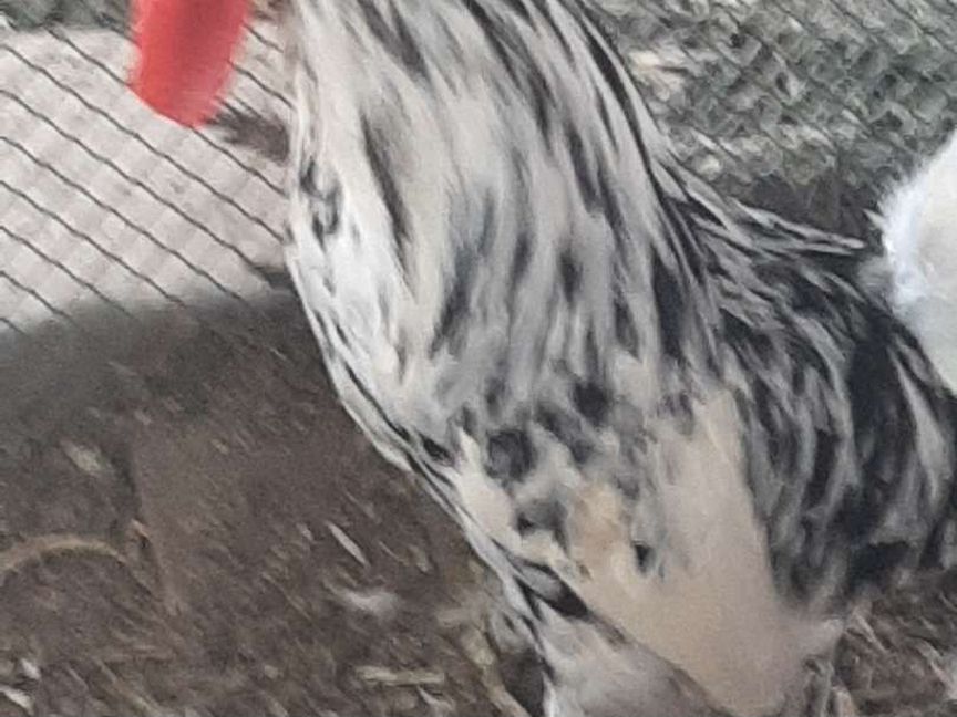 Петух Легорн Долматинец