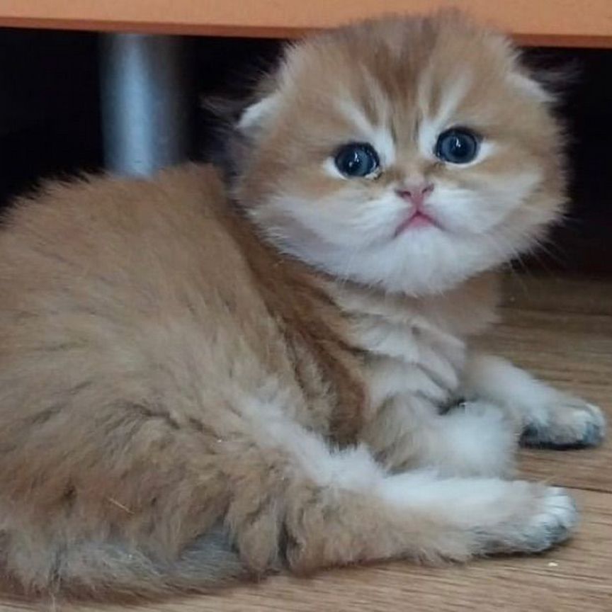 Шотландский котик хайленд фолд