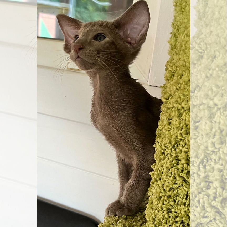 Ориентальный котёнок