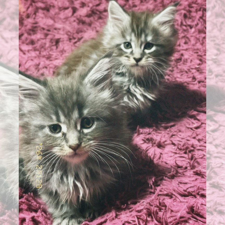 Мейн-кун котёнок