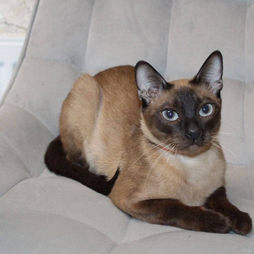 Тонкинская кошечка