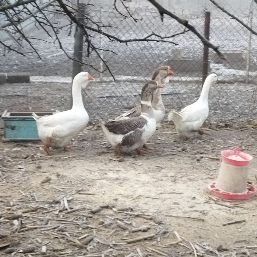 Холмогорские гуси