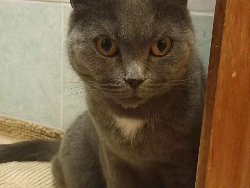 Найден кот, Британец, Эльмаш