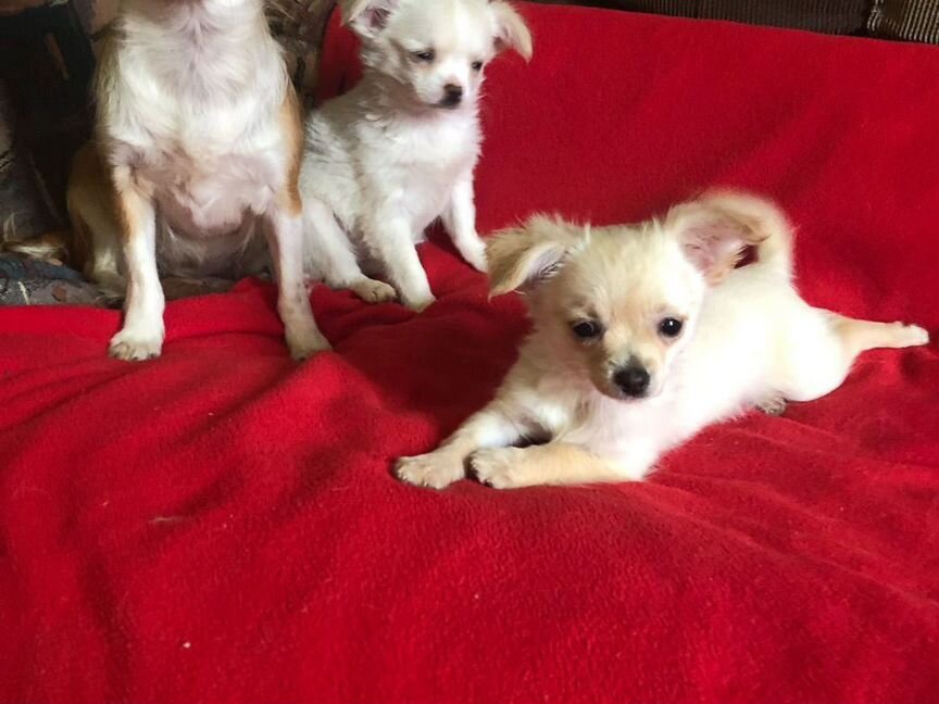 Щенки чихуахуа