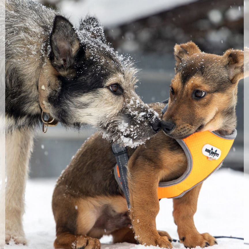 Щенок в добрые руки