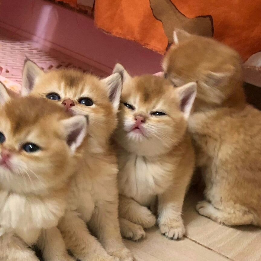 Котята золотые плюшевые