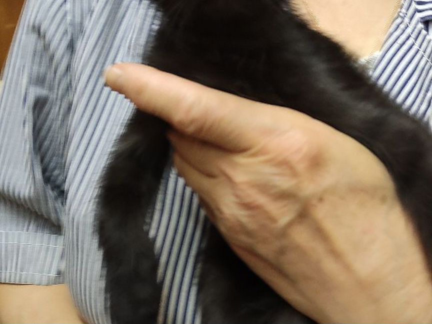 Малыш-черныш в добрые руки