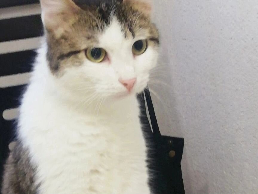 Замечательный котик Артем в поисках дома