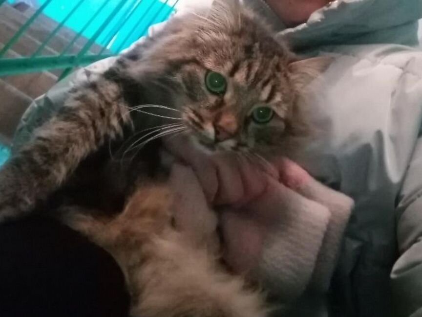 Сибирская кошечка