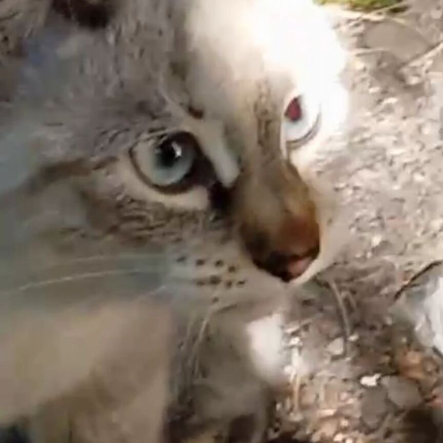 Котенок. Подросток. Волгоград. Чей ребёнок на ул