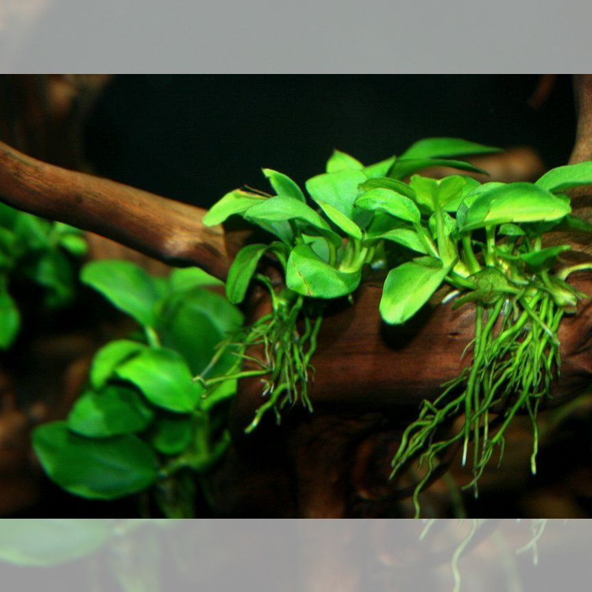 Аквариумное растение