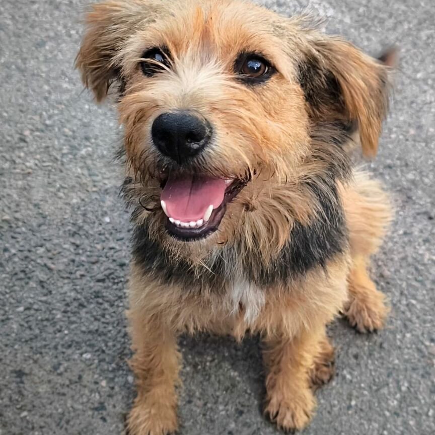 Маленькая(12 кг)жизнерадостная Амина ждёт семью