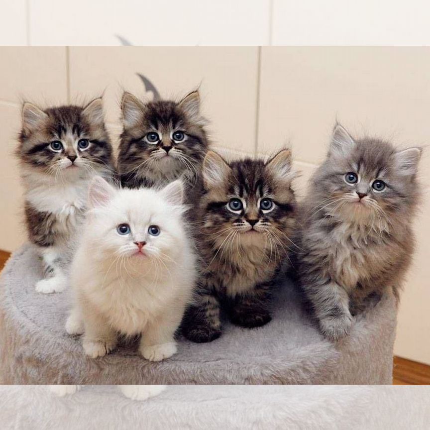 Котята