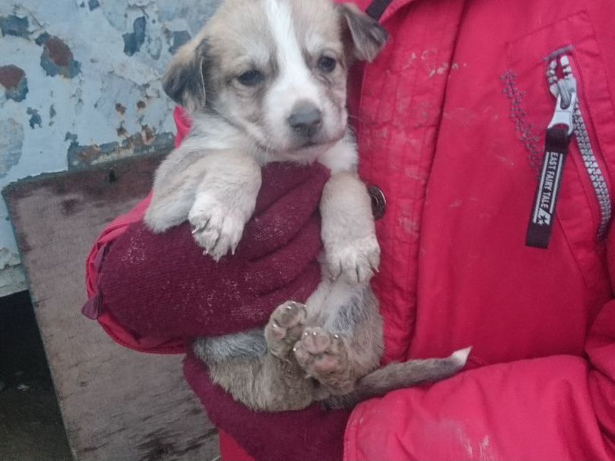 Щенки ищют дом