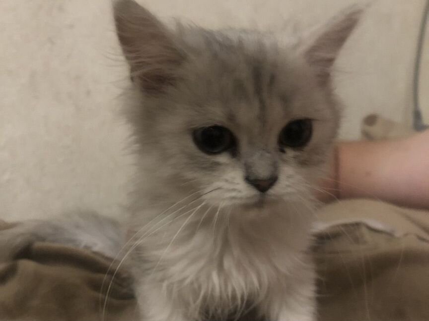 Британская кошка в дар, котята