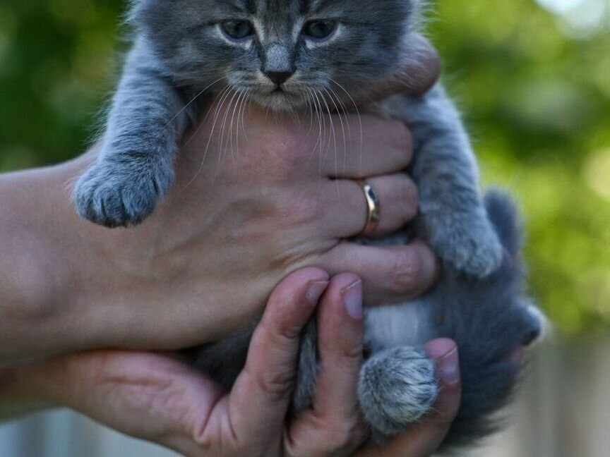 Шотландские вислоухие котята