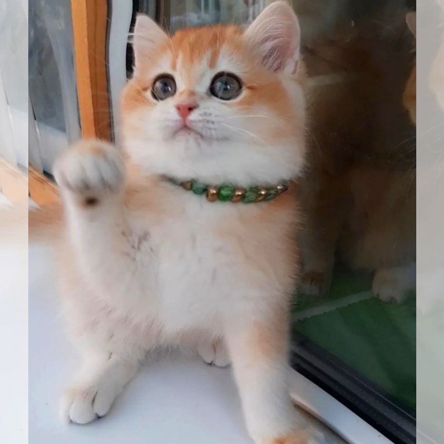 Британский короткошёрстный котёнок