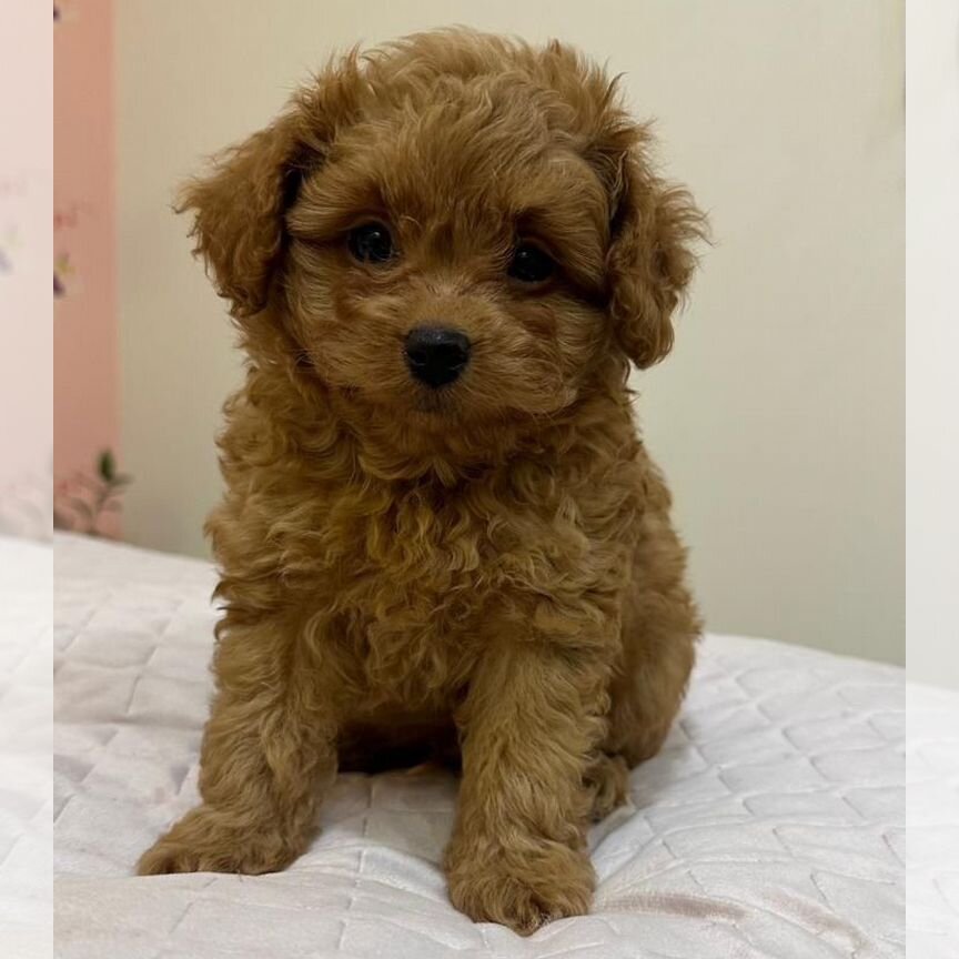 Мальтипу, щенок