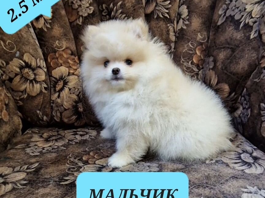 Померанский шпиц мальчик и девочка
