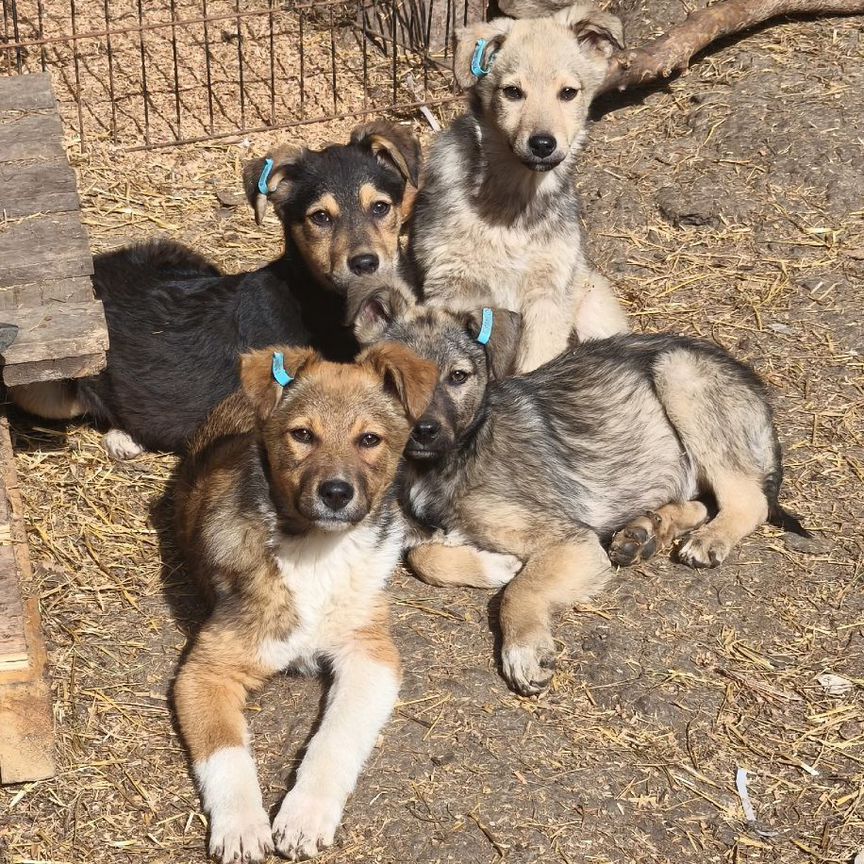 Щенок в добрые руки